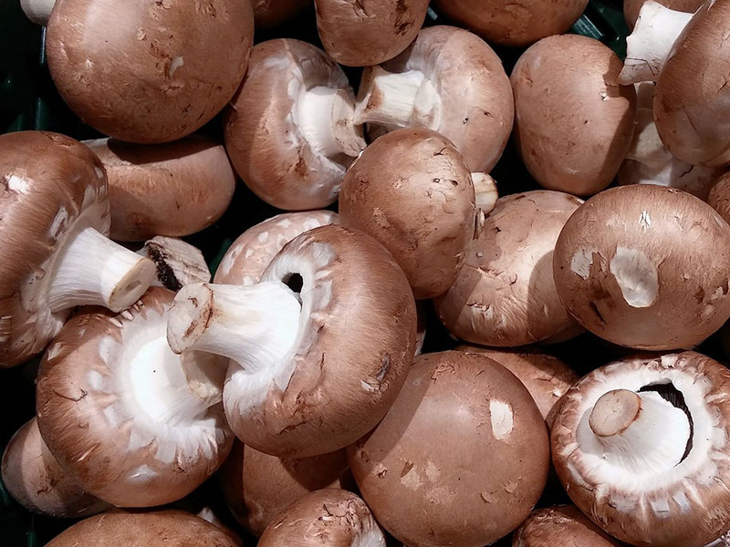 Der Champignon wird zum Champion - Institut für Chemie